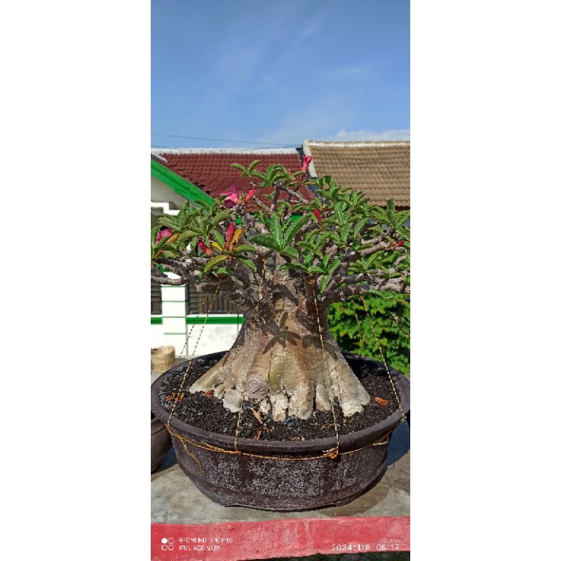 Jual bonsai adenium id RCN black | Shopee Indonesia