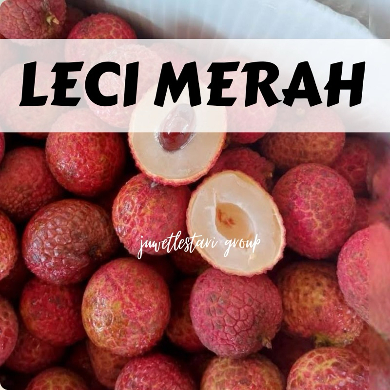 Jual LIVE!! bibit leci merah cangkok | Shopee Indonesia