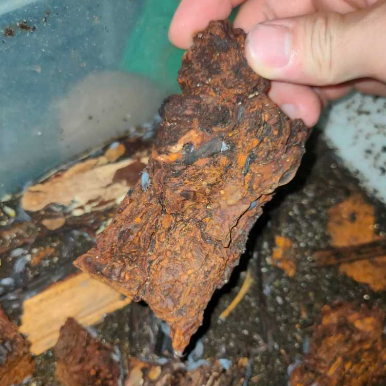 Jual Potongan Kulit Pinus untuk Isopod / Scorpion / Kalajengking ...