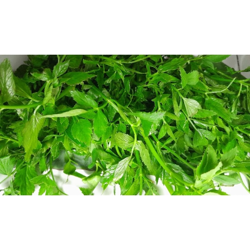 Jual lalapan daun tespong/ saladren segar 250 gr | Shopee Indonesia