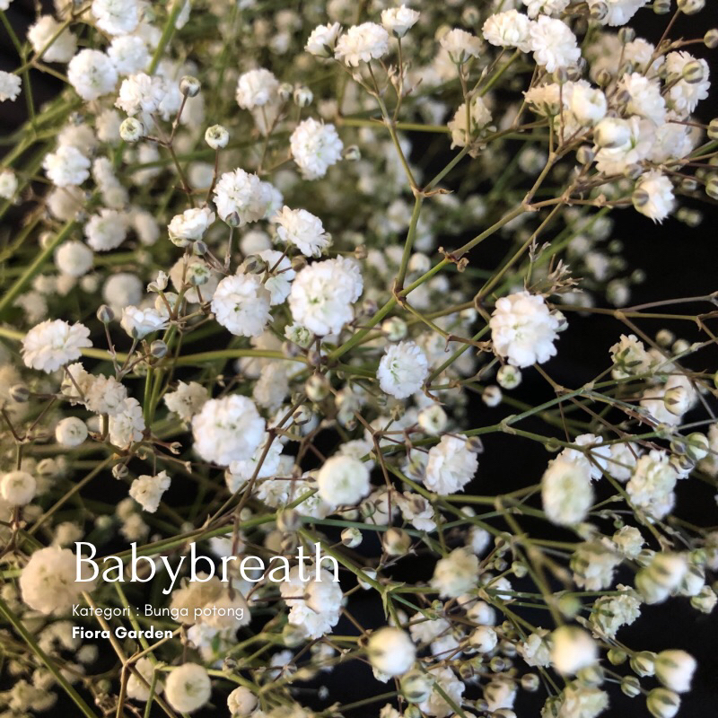 Jual Bunga Baby breath asli - Bunga fresh - Bunga potong - 1 ikat isi 4 ...