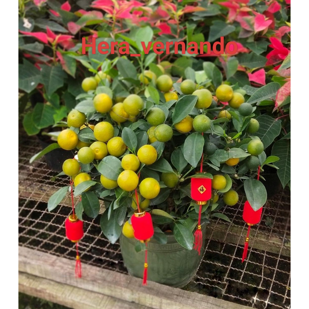 Jual Bibit jeruk kimkit sudah berbuah banyak Super spesial | Shopee ...
