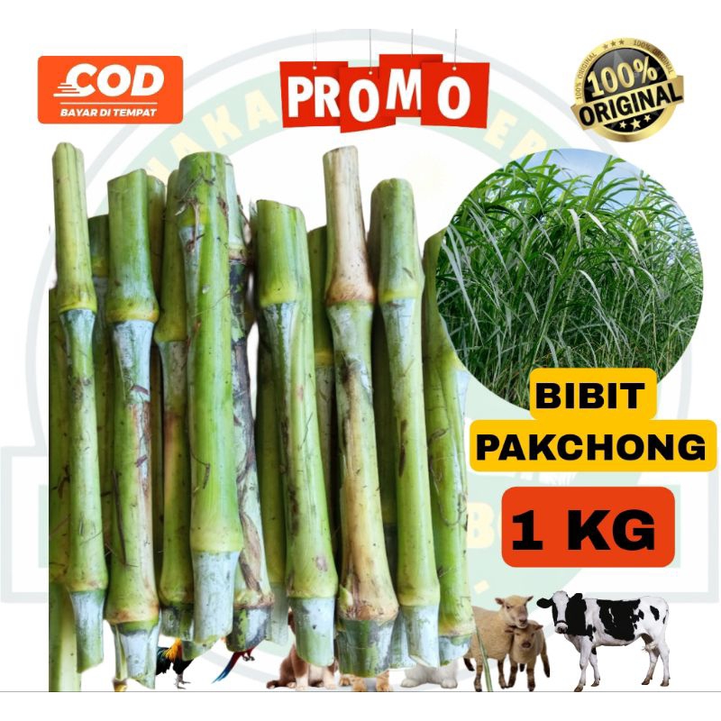 Jual BIBIT NAPIER PAKCONG BIBIT PAKCHONG 1KG KUALITAS SUPER ASLI ...