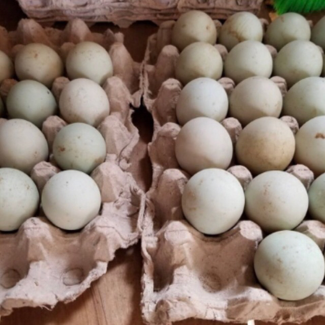 Jual TELUR BEBEK SUMATERA | Shopee Indonesia