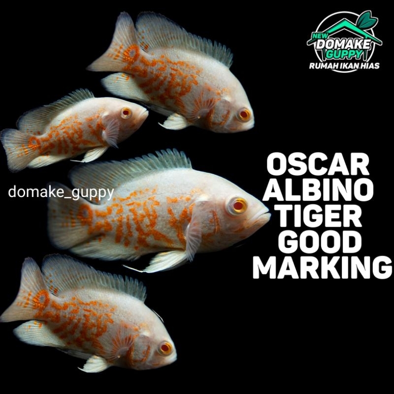 Jual Oscar Albino Tiger GM Good Marking (Cepat Besar) | Shopee Indonesia