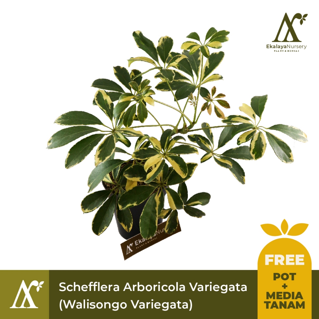 Jual Tanaman Hias Walisongo Variegata / Schefflera Arboricola Variegata | Shopee Indonesia