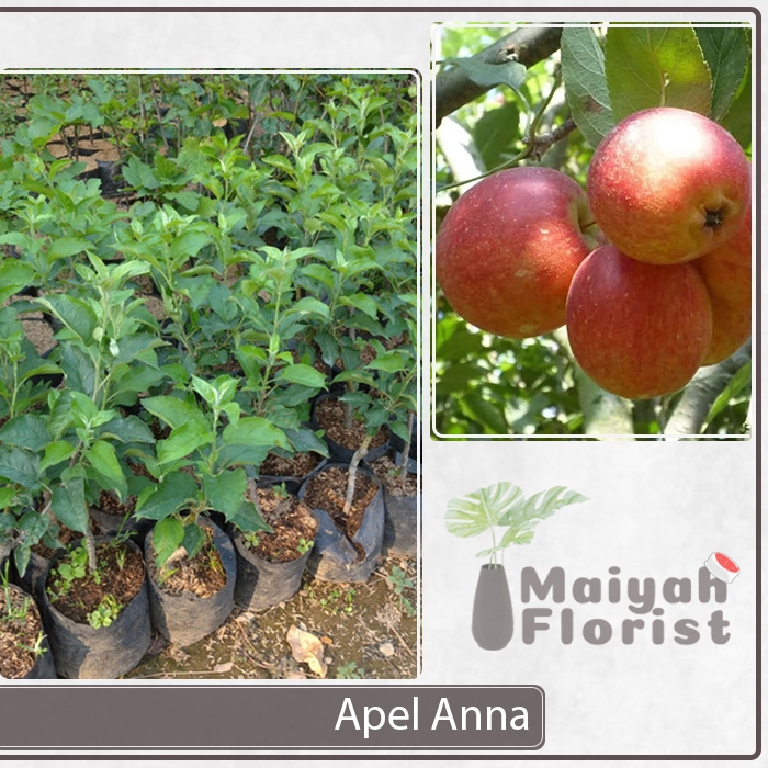 Jual Bibit Tanaman Buah Apel Anna - Malus Domestica Borkh | Shopee ...