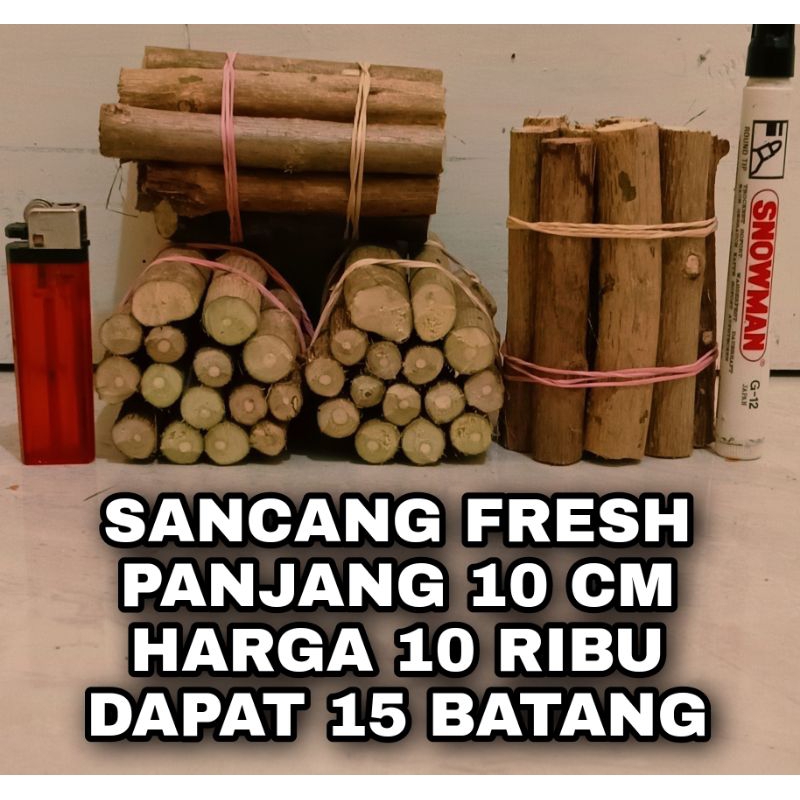 Jual sancang subur 10.000 dapat 15 batang siap tanam. | Shopee Indonesia
