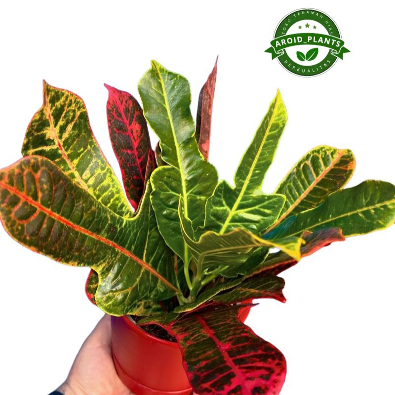 Jual Tanaman Hias Puring Zet - Pohon Puring Zet | Shopee Indonesia