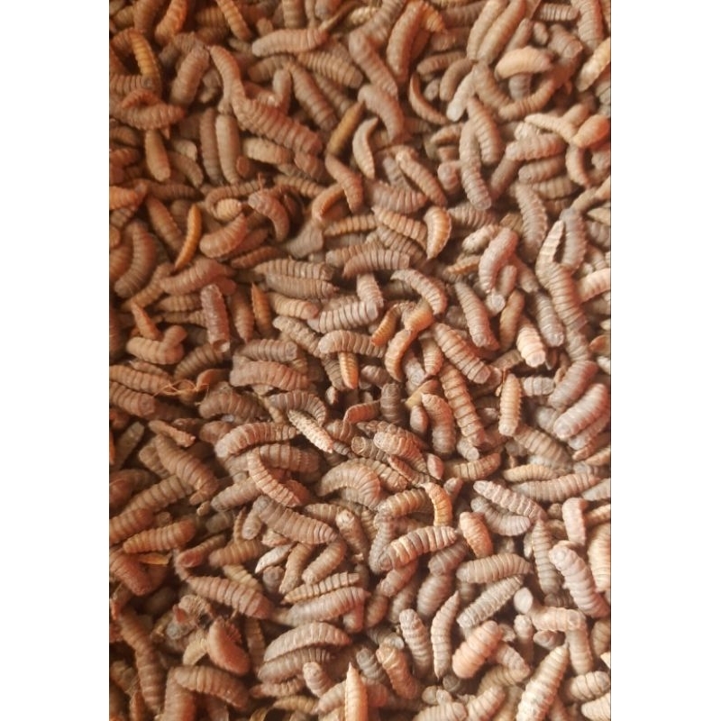 Jual PREPUPA MAGGOT BSF 1kg | Shopee Indonesia
