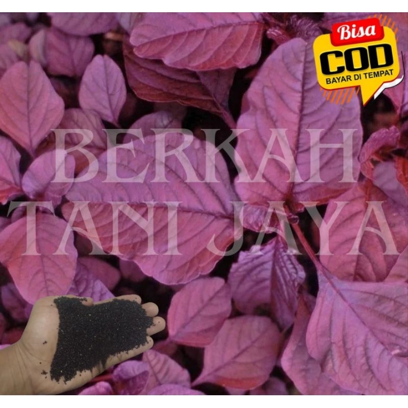 Jual benih bayam merah 1kg | Shopee Indonesia