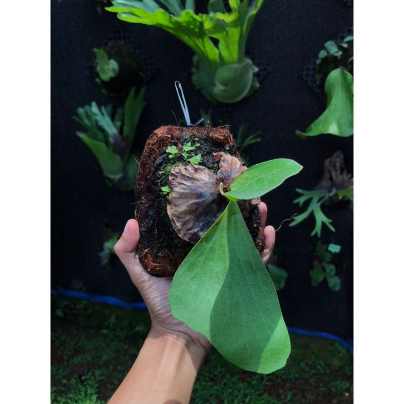 Jual Platycerium Elephantotis / Simbar Gajah | Shopee Indonesia