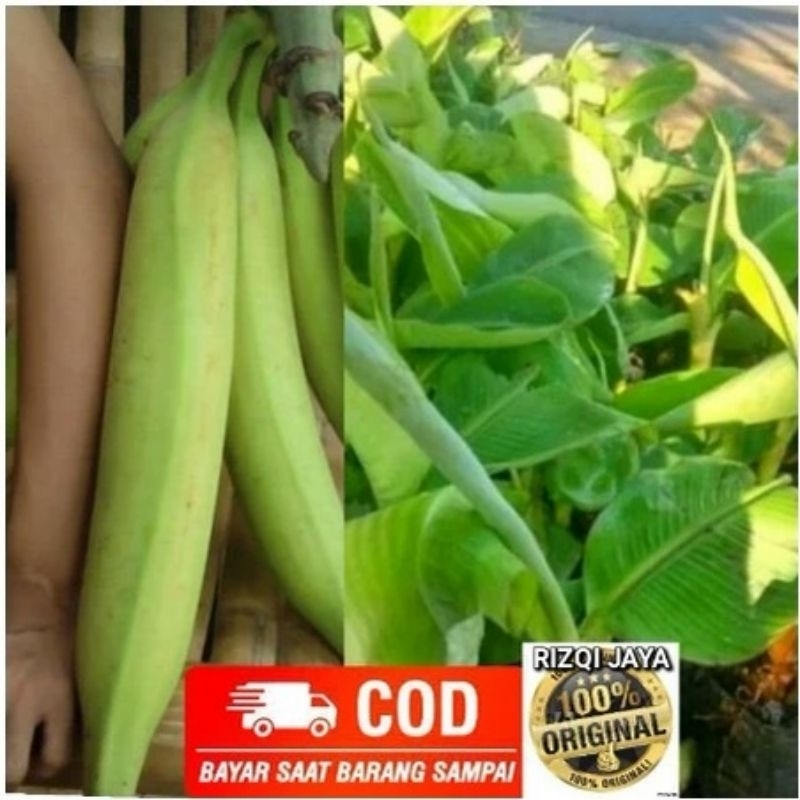 Jual BIBIT GEDANG BYAR - BIBIT PISANG TANDUK - BIBIT PISANG GUNUNG ...