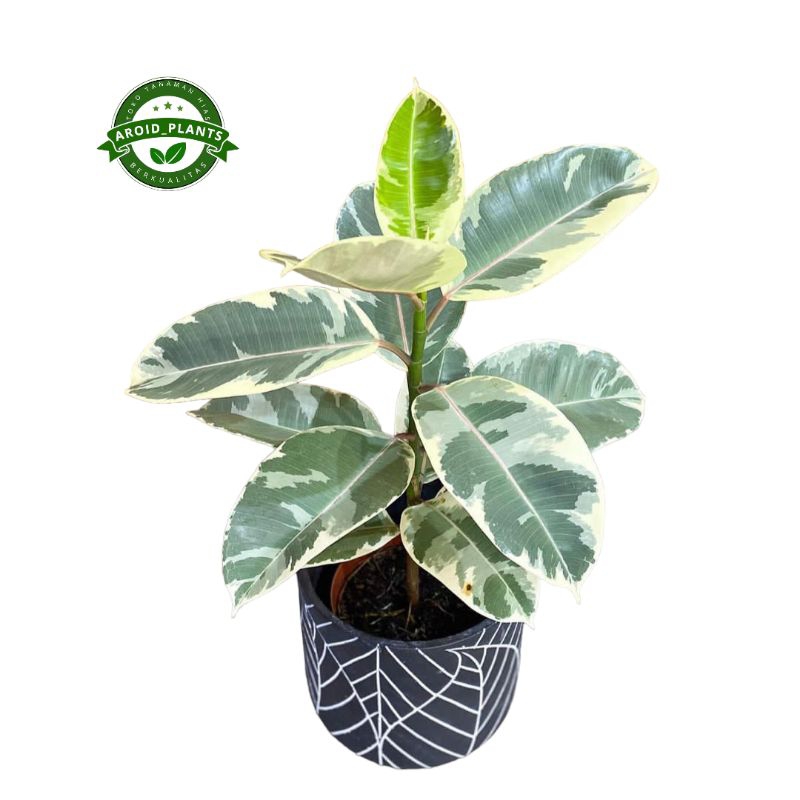 Jual Tanaman Hias Ficus Elastica Tineke - Pohon Karet Kebo Variegata ...