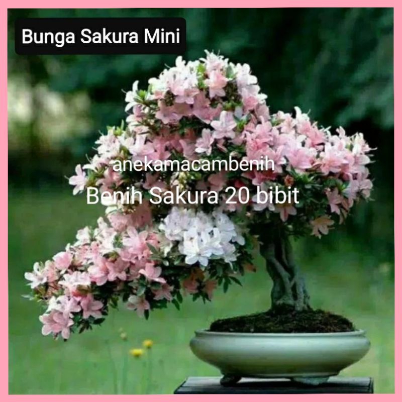Jual Benih Bunga Sakura Mini 20 butir | Shopee Indonesia