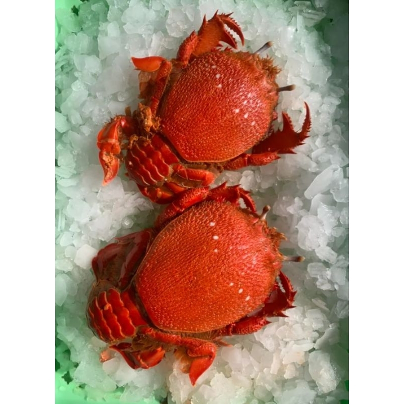 Jual Raja Kepiting Australi /King crab/Spanner crab Premium | Shopee ...