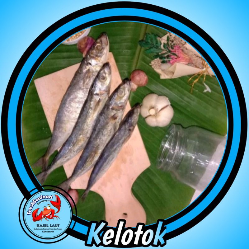 Jual IKAN KELOTOK 1kg | Shopee Indonesia