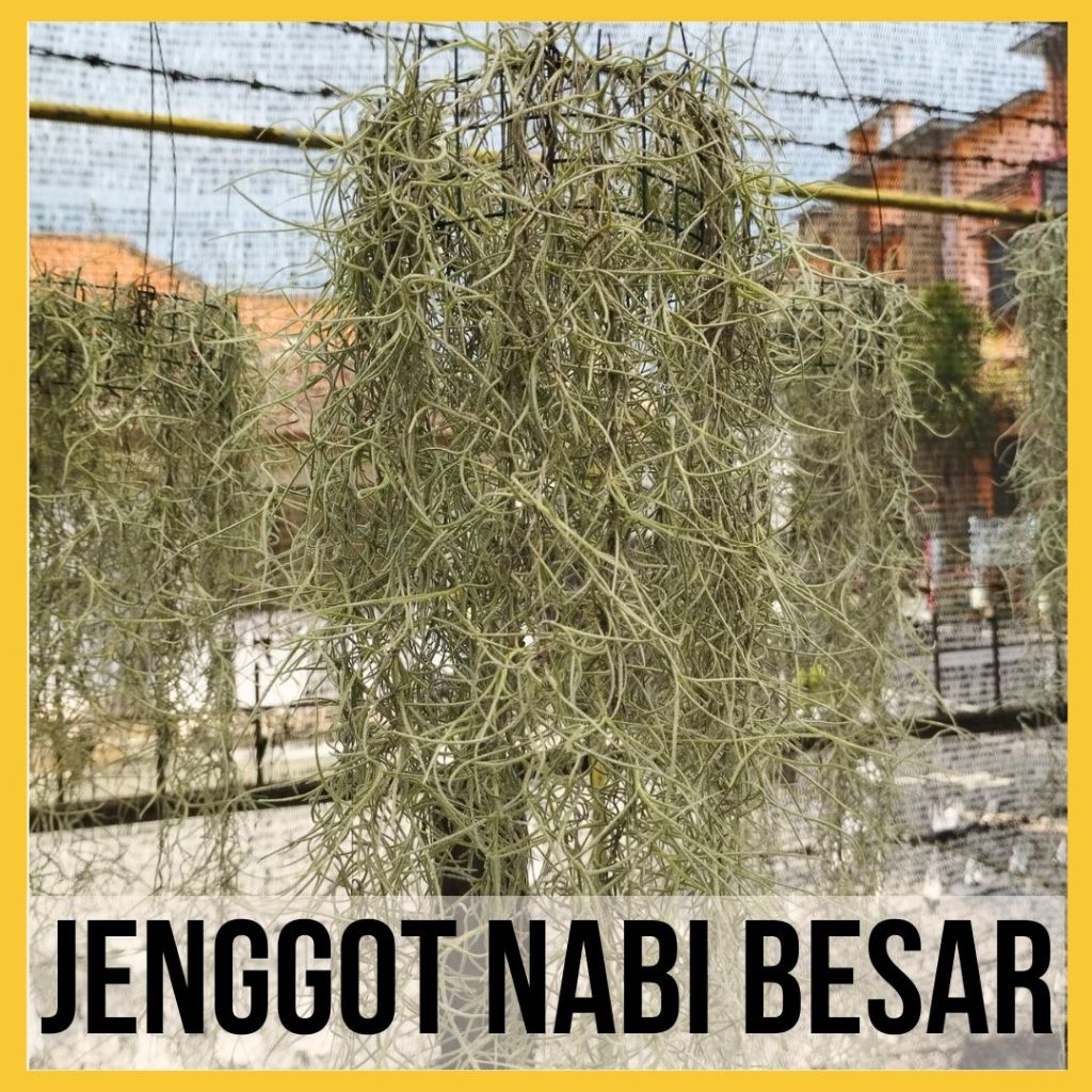 Jual Tanamah Hias Gantung Jenggot Nabi atau tanaman Tilandisa Ukuran ...