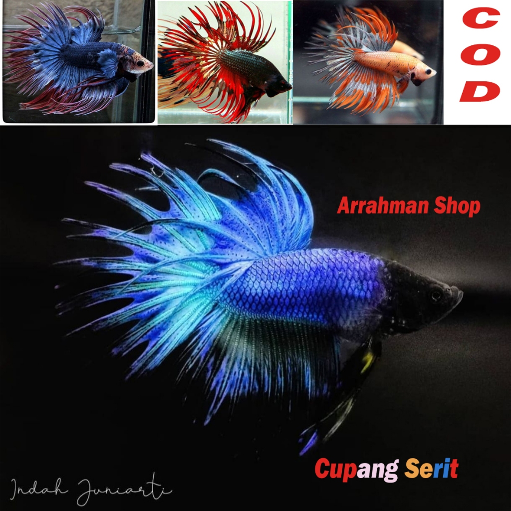Jual Ikan Cupang serit crowntail - cupang serit crowntail - cupang ...