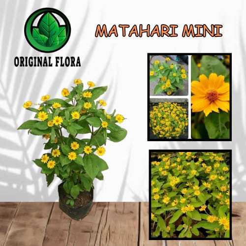 Jual Tanaman Hias Bunga Matahari Mini Butter Daisy Bibit Tanaman ...