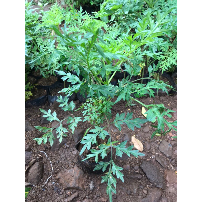 Jual bibit pohon kenikir | pohon lalaban | Shopee Indonesia
