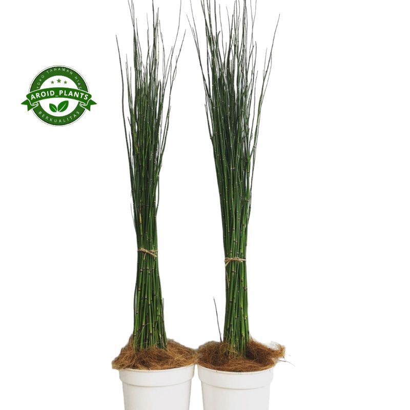 Jual Tanaman Hias Bambu Air - Pohon Bambu Air - Tanaman Hidup Di Air ...