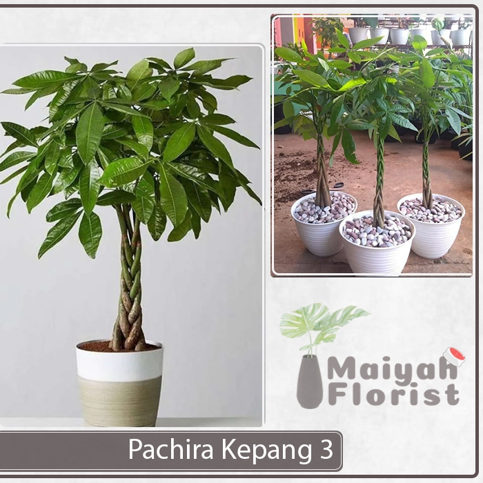 Jual Tanaman Hias Pohon Pachira - Kacang Saba - Pohon Uang - Pachira ...