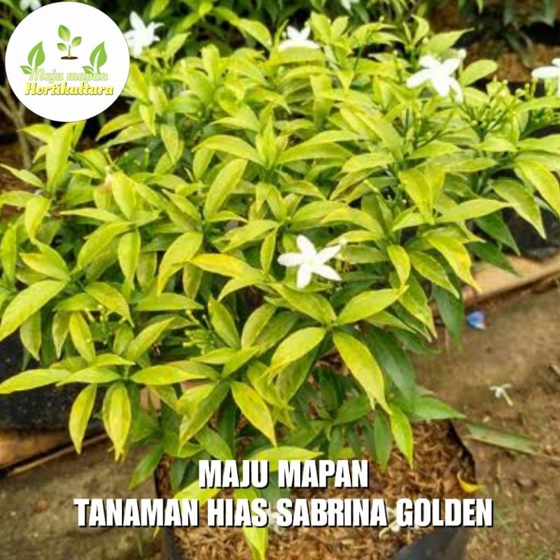 Jual TANAMAN HIAS SABRINA GOLDEN | Shopee Indonesia