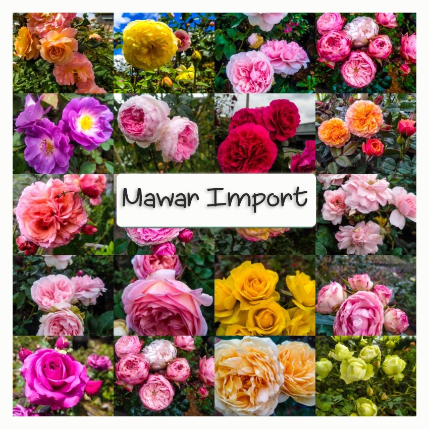 Jual Mawar Import | Shopee Indonesia