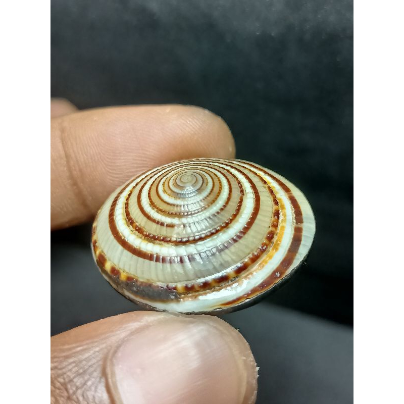 Jual Batu Posil Keong Buntet Kristal | Shopee Indonesia