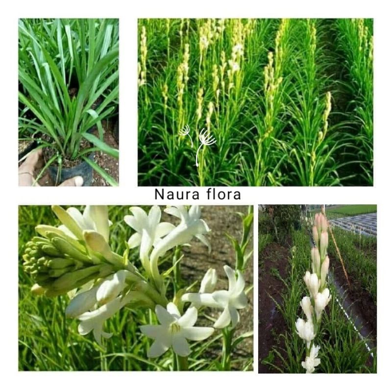 Jual Tanaman bunga sedap malam rimbun - pohon bunga sedap malam rimbun ...