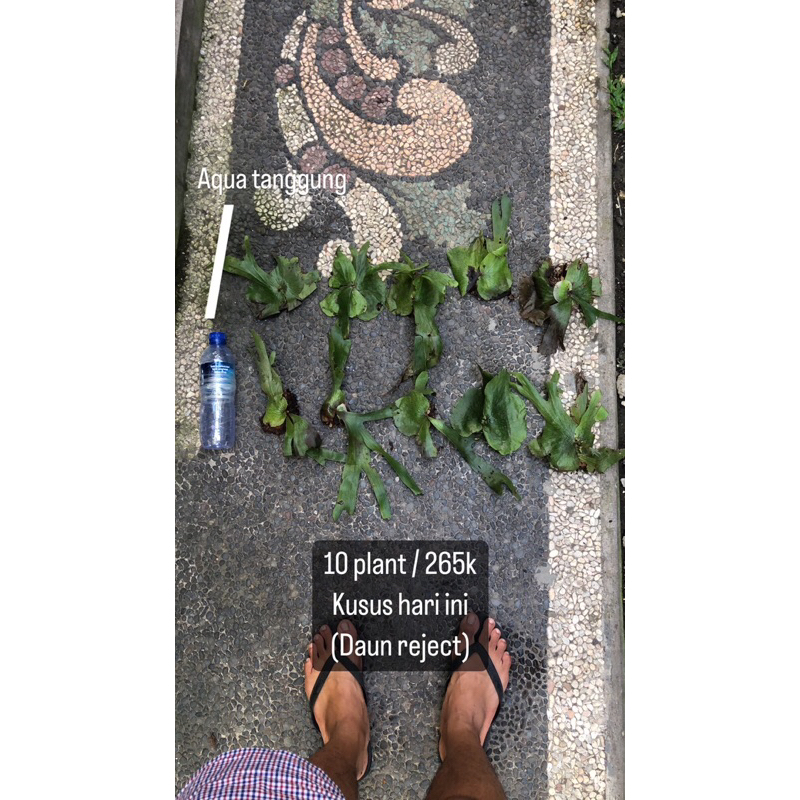 Jual platycerium wandae / simbar papua / tanduk rusa menjangan murah ...