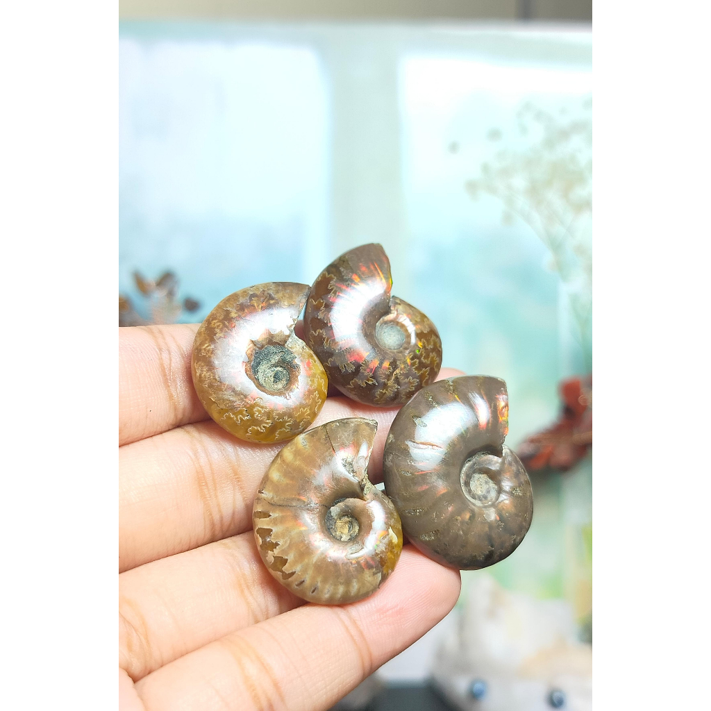 Jual Batu Natural Fossil Keong Rainbow Top Grade Paket (4) | Shopee ...
