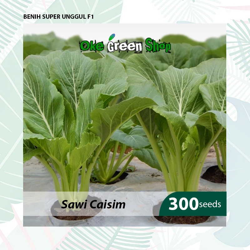 Jual Benih Bibit Unggul Sawi Manis Caisim - Benih Seribuan | Shopee ...