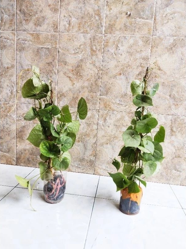 Jual bibit umbi gembili( Dioscorea esculenta ) | Shopee Indonesia