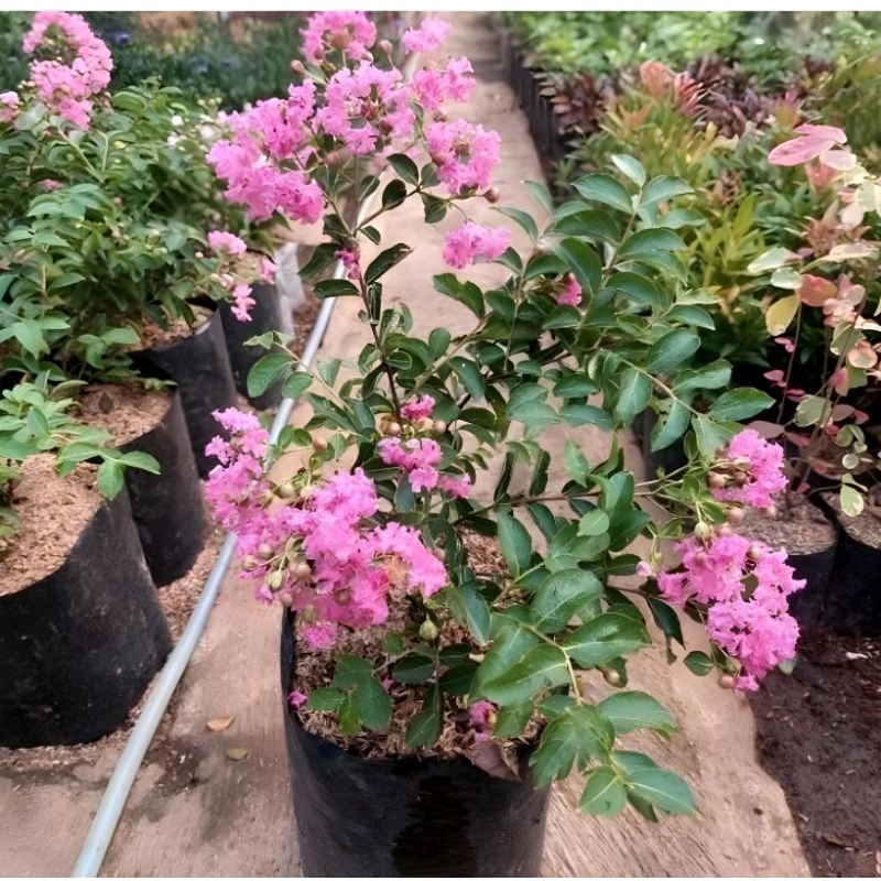 Jual tanaman sakura bunga ping stok sudah berbunga dan rimbun tinggi ...