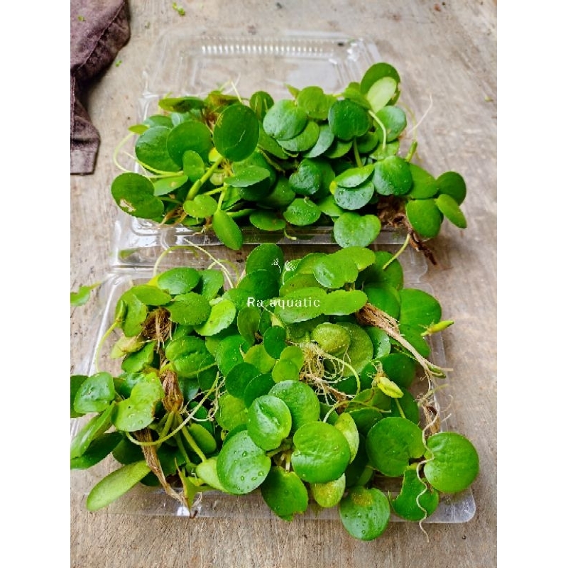 Jual Amazon frogbit mika ukuran 20x12cm tanaman aquascape - tanaman ...