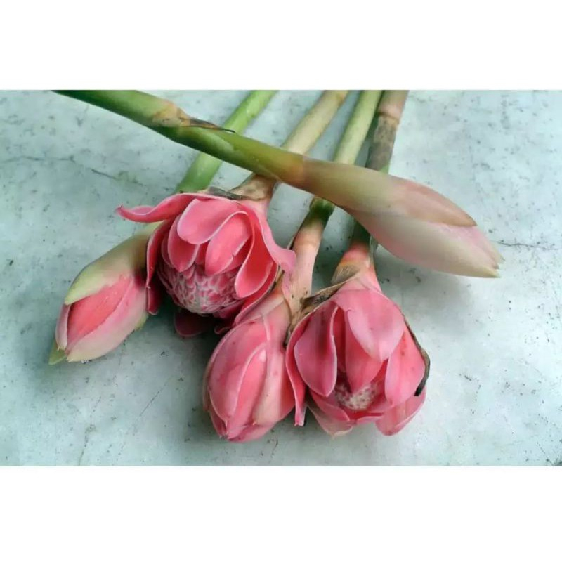 Jual Kincung Segar Bunga Kecombrang Fress 250Gram | Shopee Indonesia