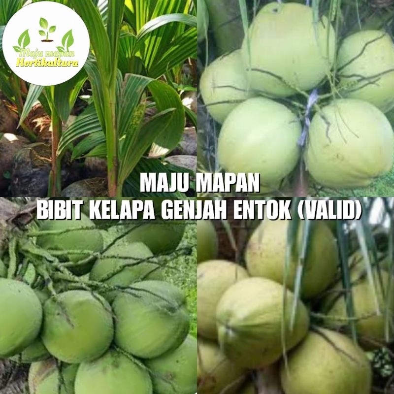 Jual BIBIT KELAPA GENJAH ENTOK ASLI (SUPER) | Shopee Indonesia