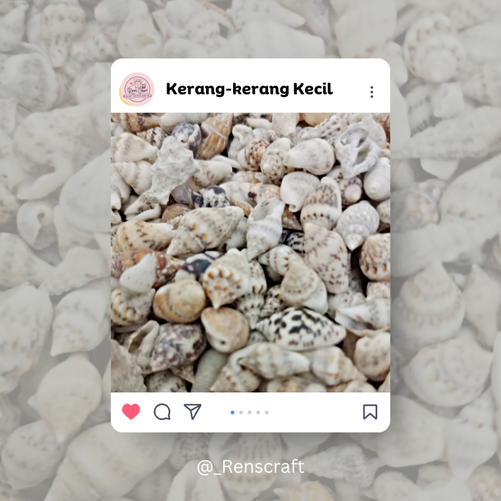 Jual (±250 pcs) Kerang-kerang Kecil / Cangkang / Kulit Kerang / Shell ...