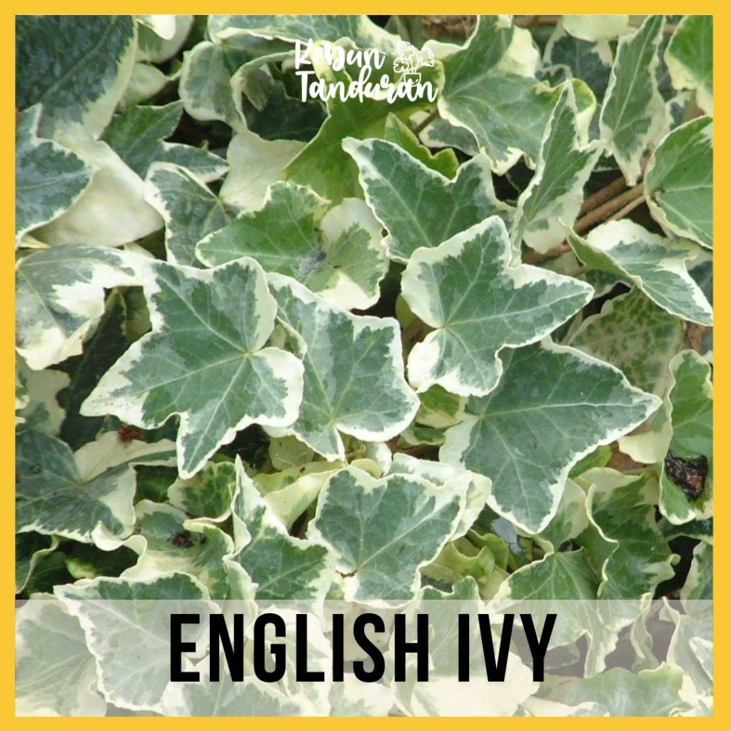 Jual Tanaman Merambat Ivy / Tanaman Rambat Ivy / English Ivy | Shopee ...