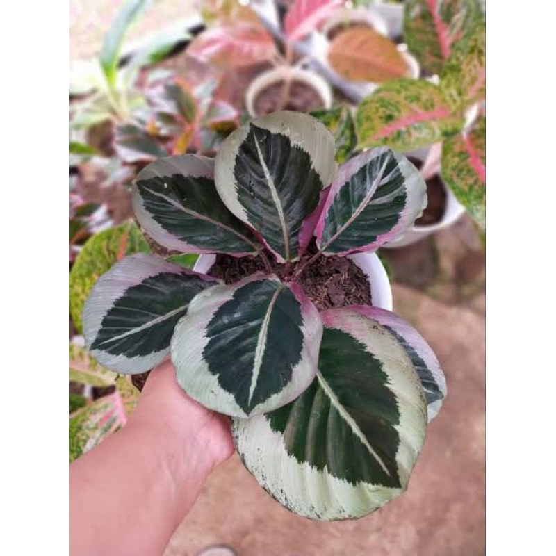 Jual Tanaman Hias Calathea Cynthia | Pohon Calathea Cynthia | Shopee ...