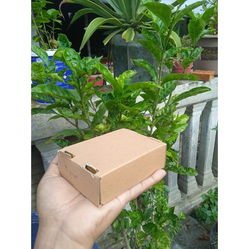 Jual dus packing ukuran 6×3×5 | Shopee Indonesia