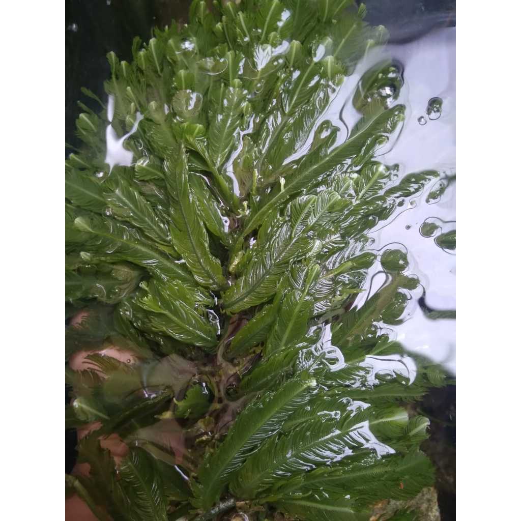 Jual Macroalgae ASEMAN Hijau - Green Seafern Algae | Shopee Indonesia