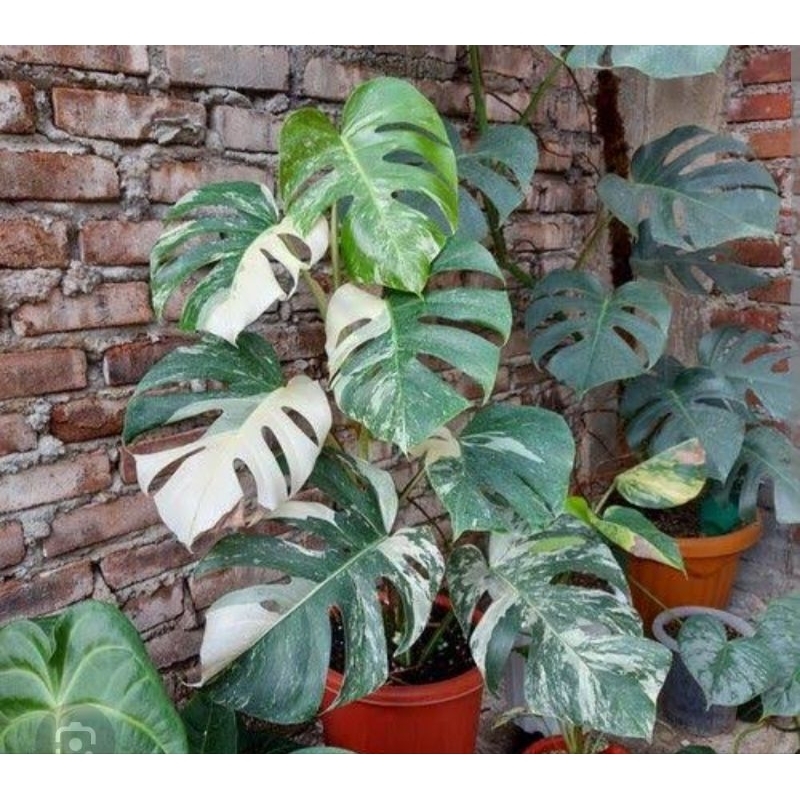 Jual monstera king varigata | Shopee Indonesia
