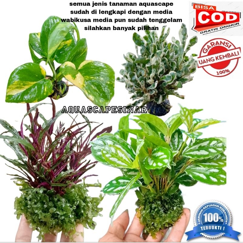 Jual tanaman aquascape akuarium sudah di lengkapi dengan media wabikusa ...