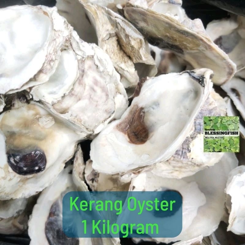Jual Kerang Oyster 1kg Oyster Kerang 1kg Oyster Media Filter Kolam ...