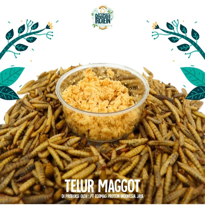 Jual Telur maggot 15gr (kualitas super GRADE A++) | Shopee Indonesia