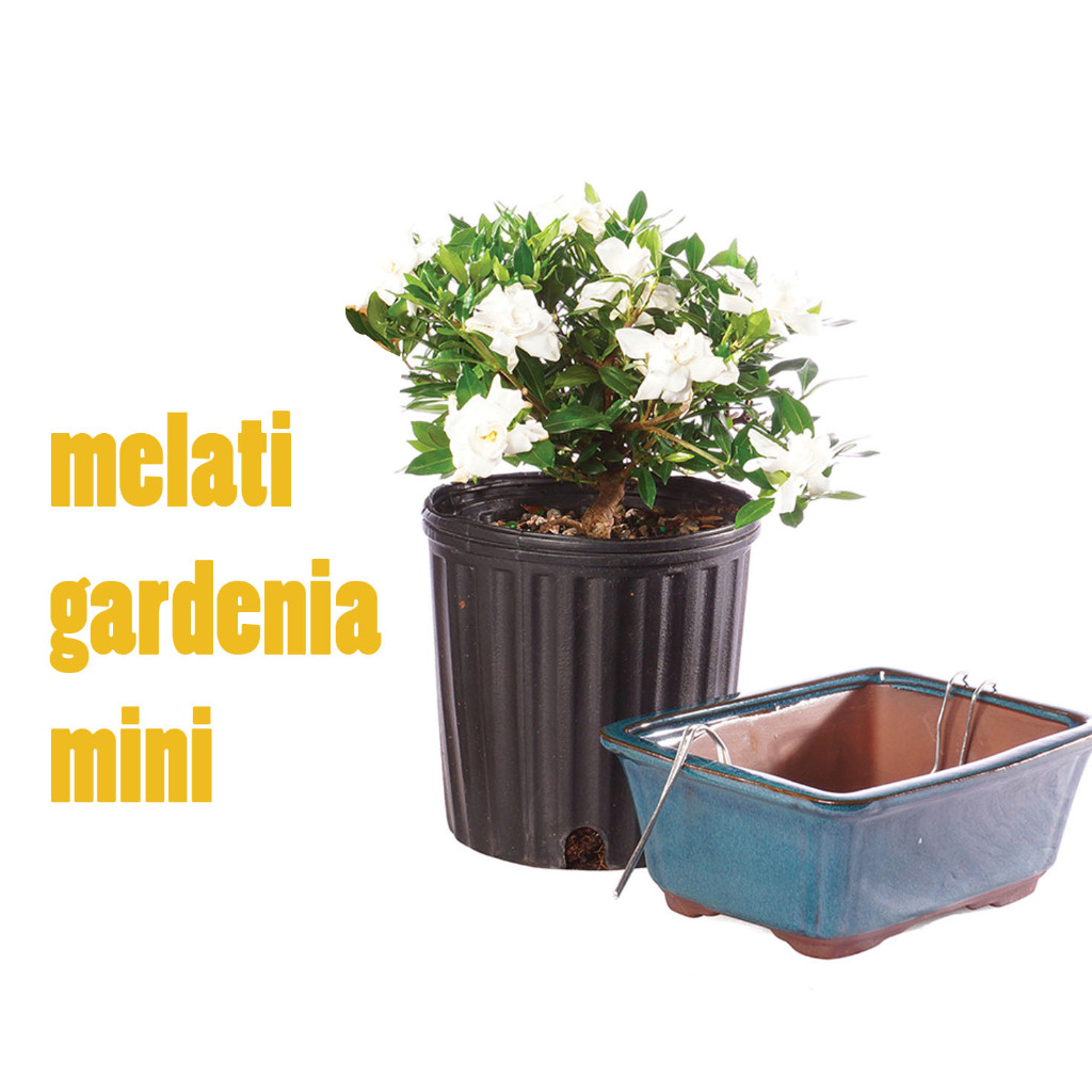 Jual Tanaman hias tahan panas - BANYAK PILIHAN | Shopee Indonesia