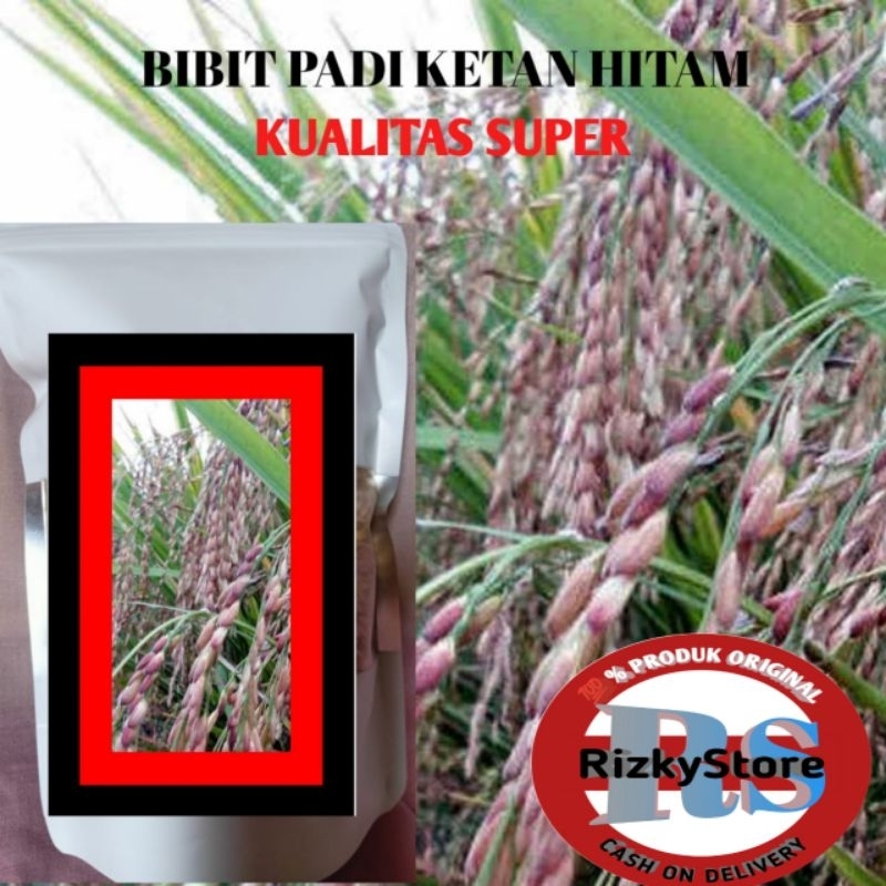Jual BIBIT PADI KETAN HITAM UNGGUL Kemasan 1kg | Shopee Indonesia